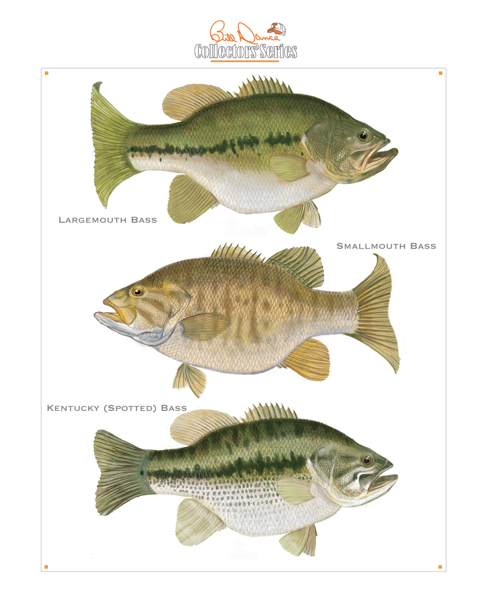 The Bill Dance Collector Series' Art Prints – Bill Dance Store