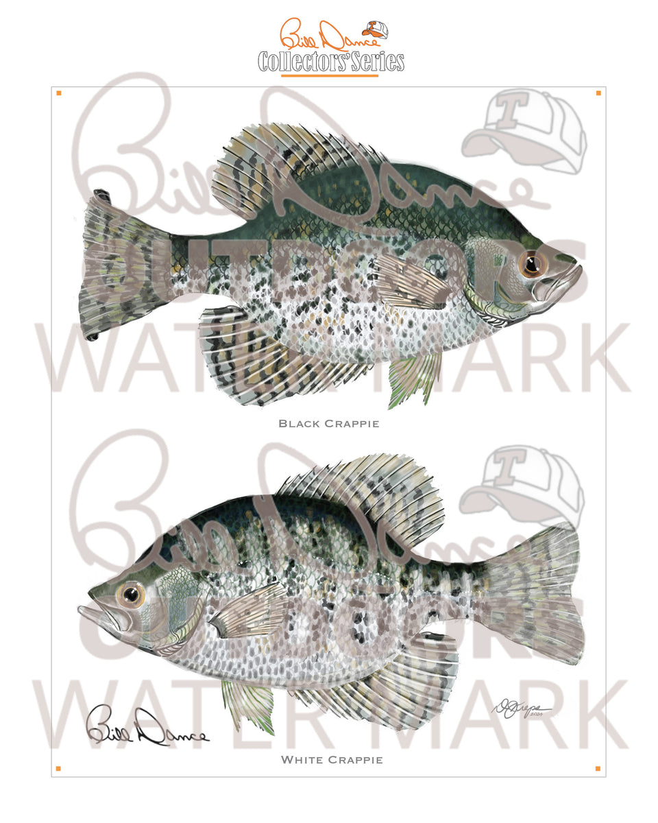 "Black Crappie & White Crappie" Collectors' Series Art Print (16x20 ...