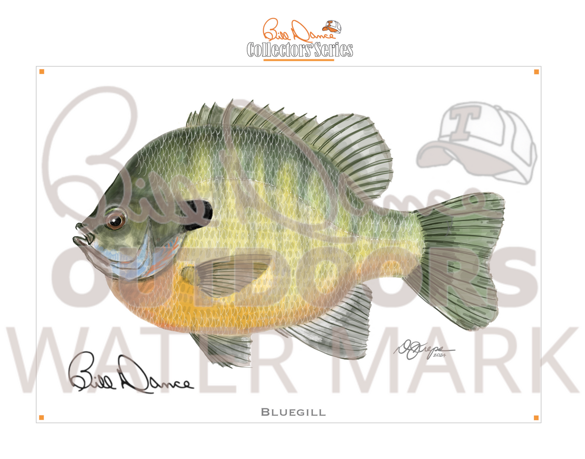 "Bluegill" Collectors' Series Art Print (11x14) – Bill Dance Store